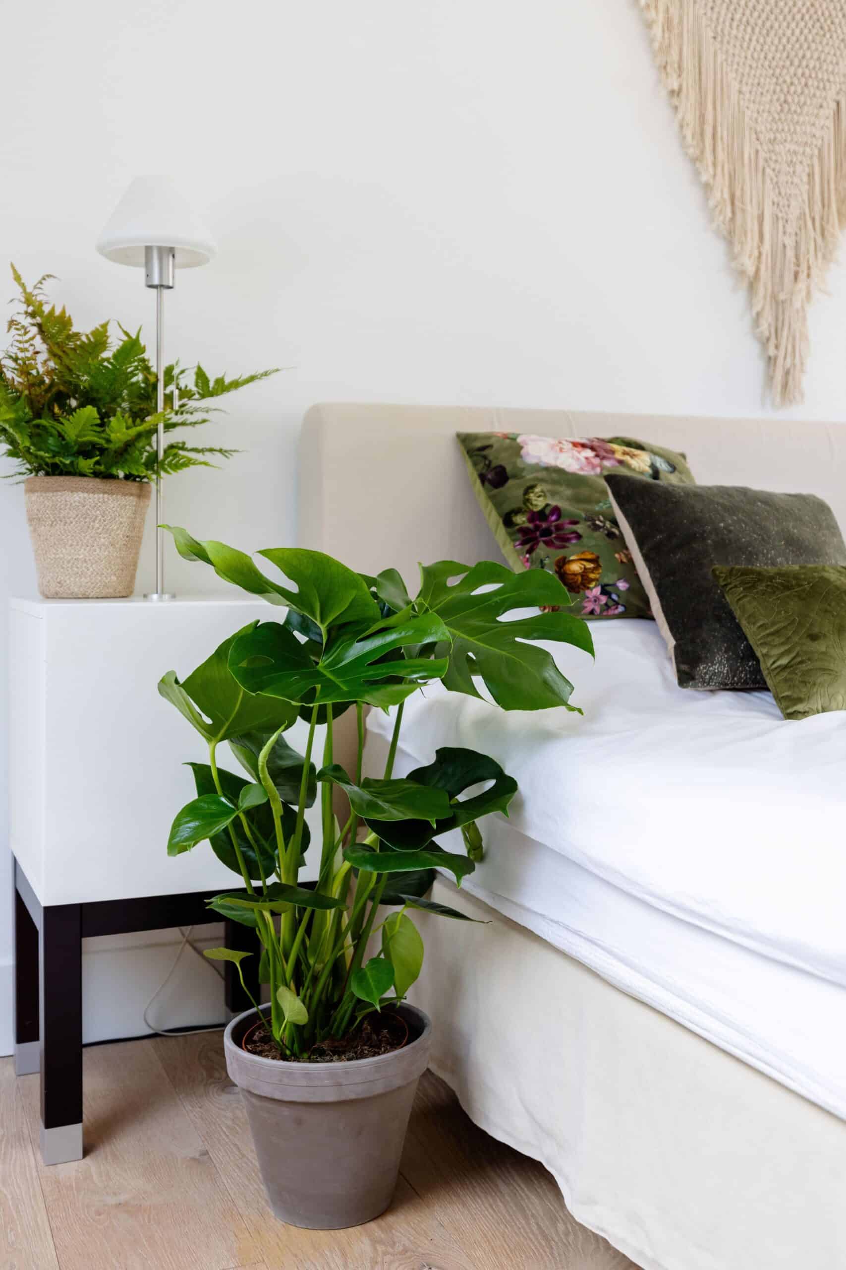 JK Plant - Kweker van exclusieve kamer